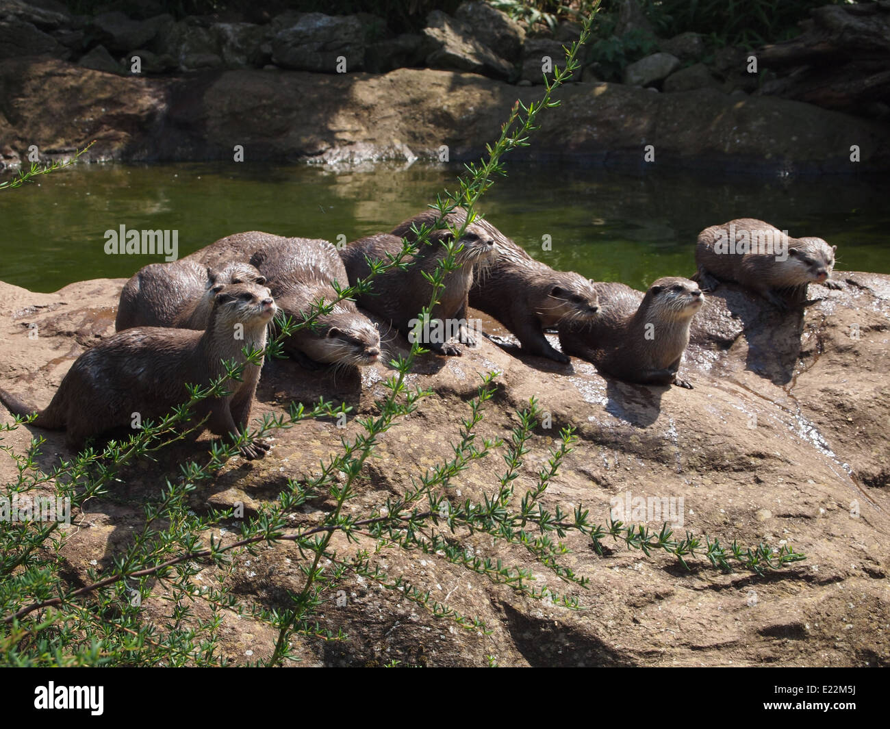 Otters at the London Zoo Stock Photo - Alamy