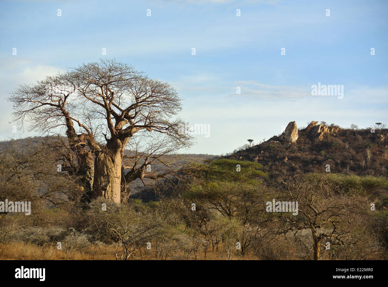 Baobab tree in the territory of the hadzabe tribe, in the wilderness of ...