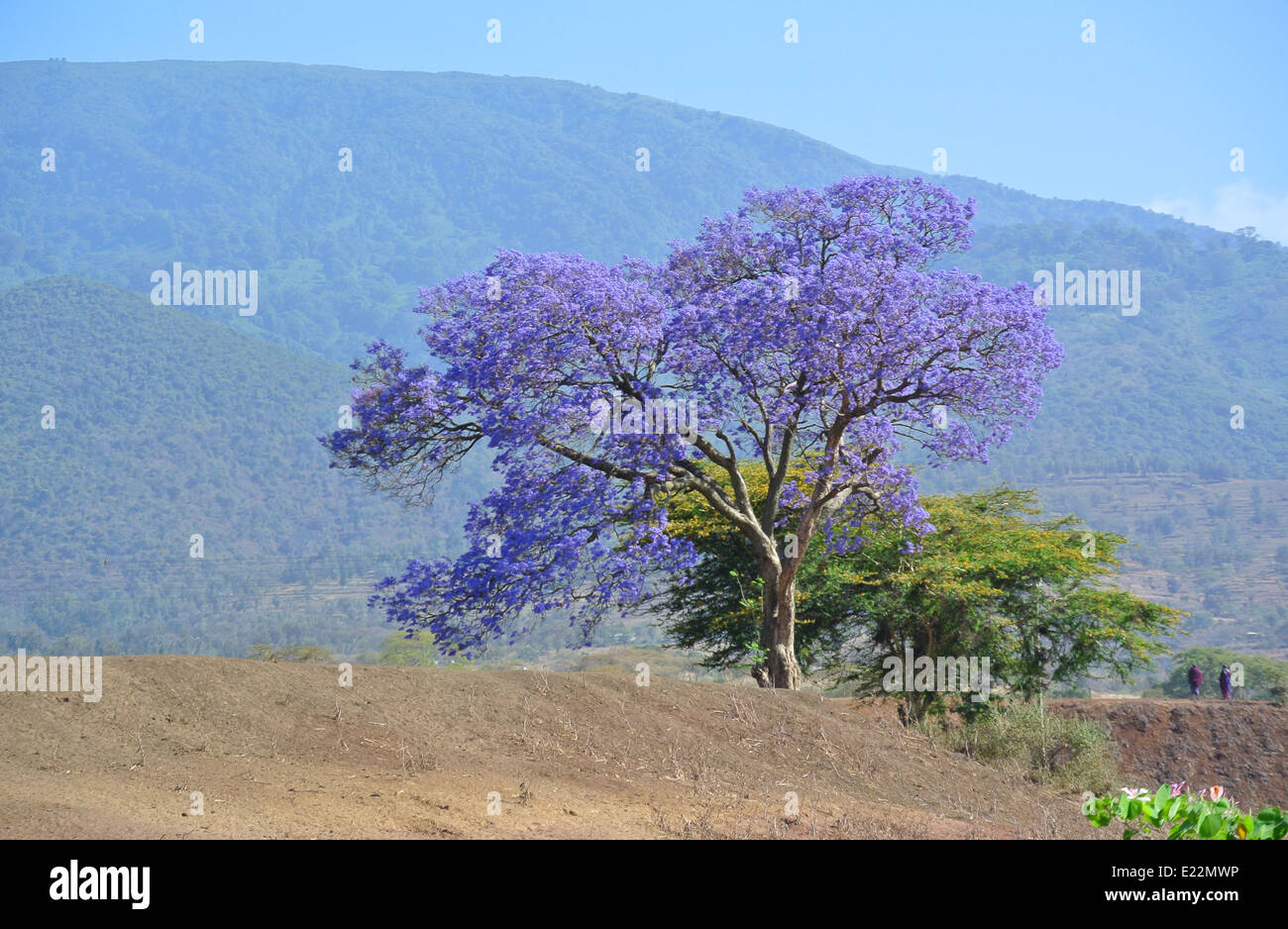 Jacaranda view hi-res stock photography and images - Alamy