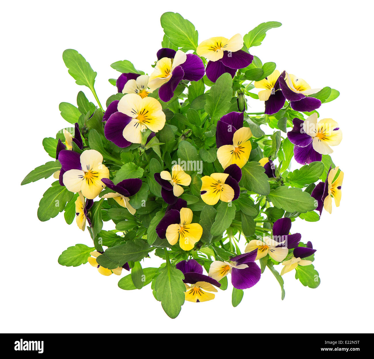 pansy bouquet isolated on white background. violet and yellow spring ...