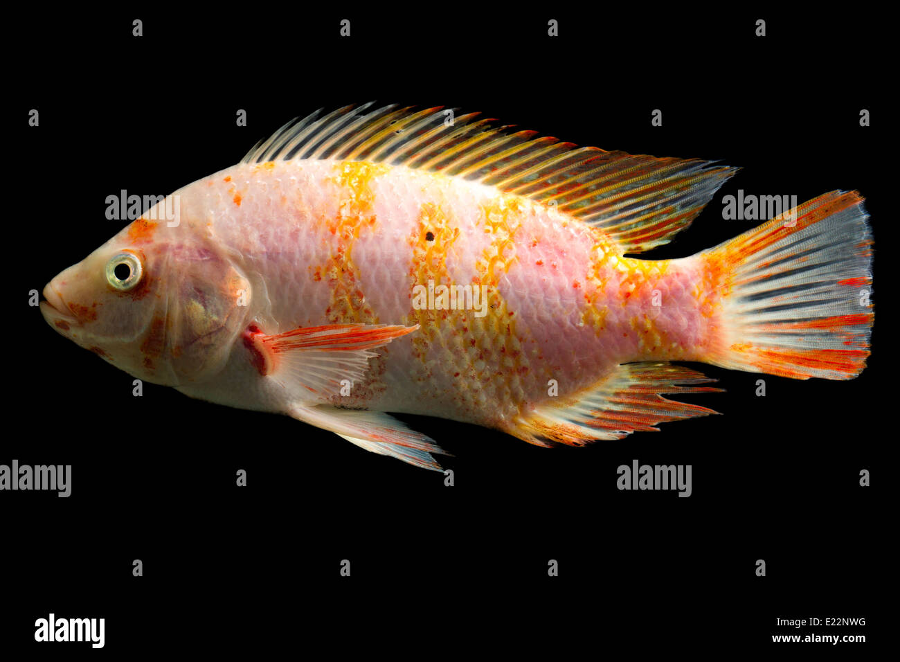 High Quality Shot Of Red Tilapia Fish Underwater Studio Aquarium Shot ...