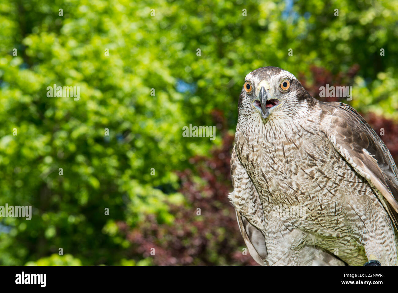 Goshawk taking flight hi-res stock photography and images - Alamy