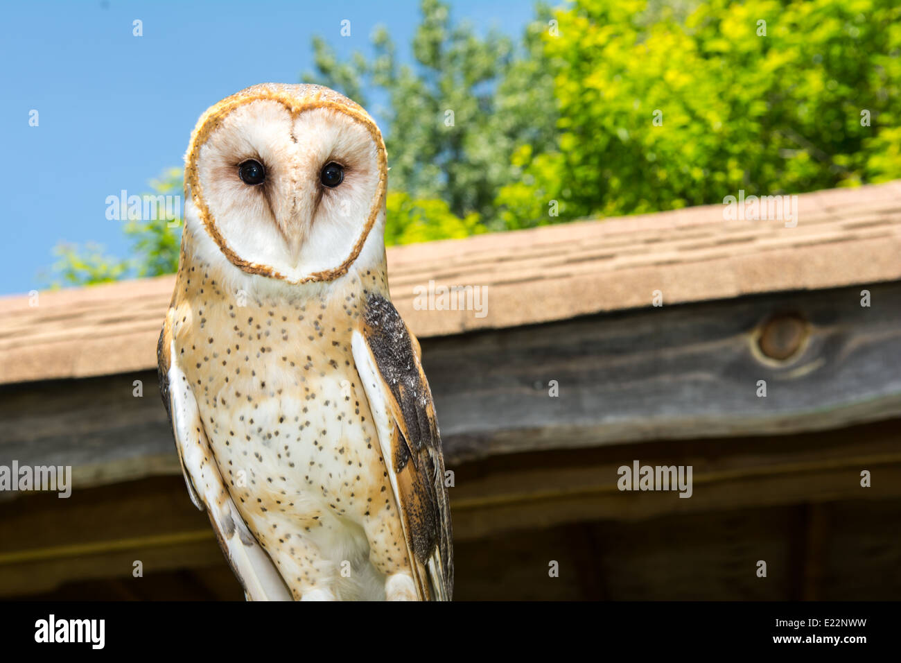Scary owl hi-res stock photography and images - Alamy