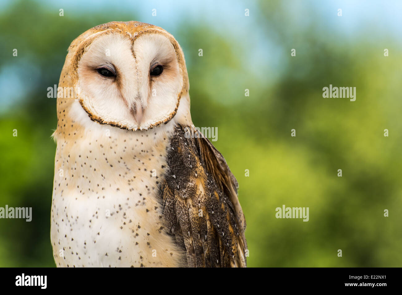 Scary owl hi-res stock photography and images - Alamy
