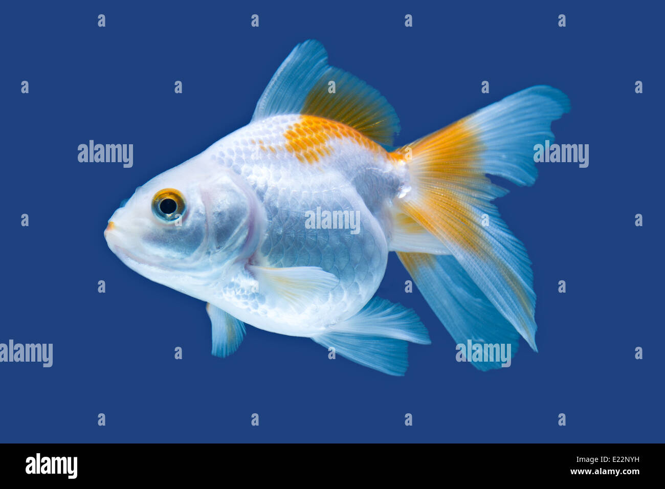 Fantail goldfish hi-res stock photography and images - Alamy