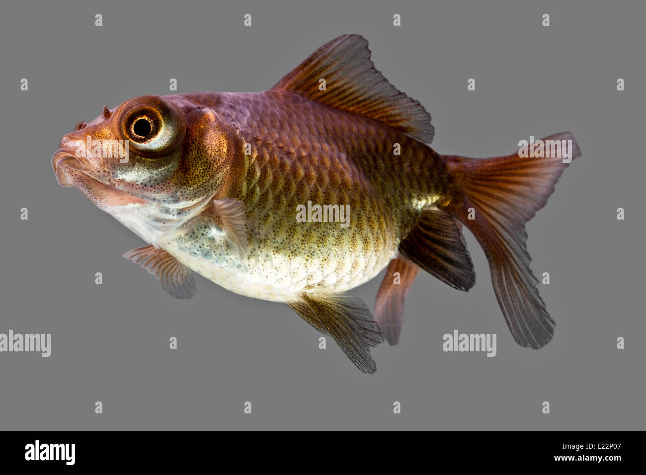 Goldfish telescope hi-res stock photography and images - Alamy