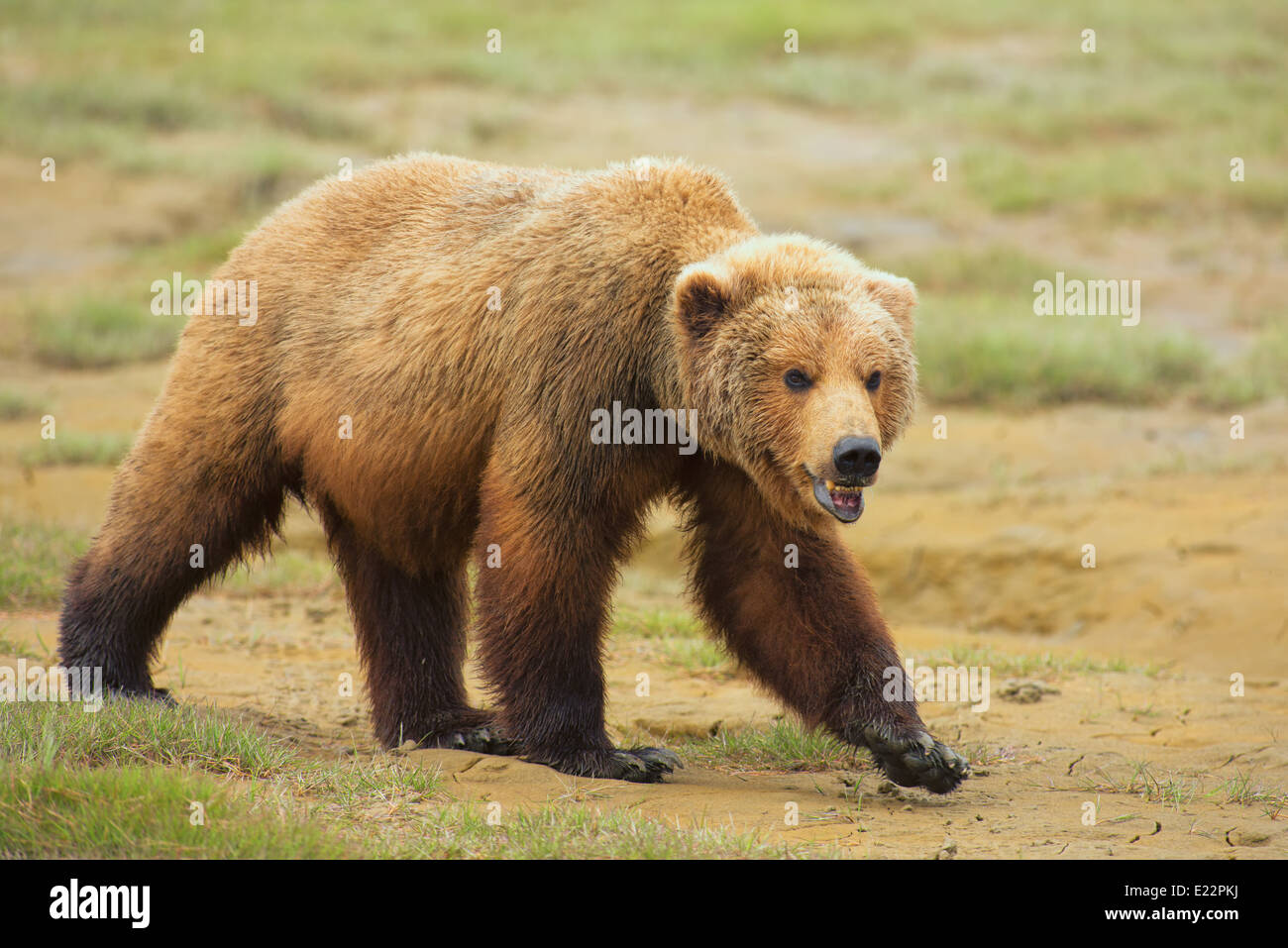 Boar High Resolution Stock Photography and Images - Alamy