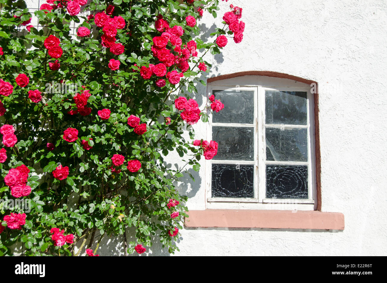 Red climbing rose hi-res stock photography and images - Alamy