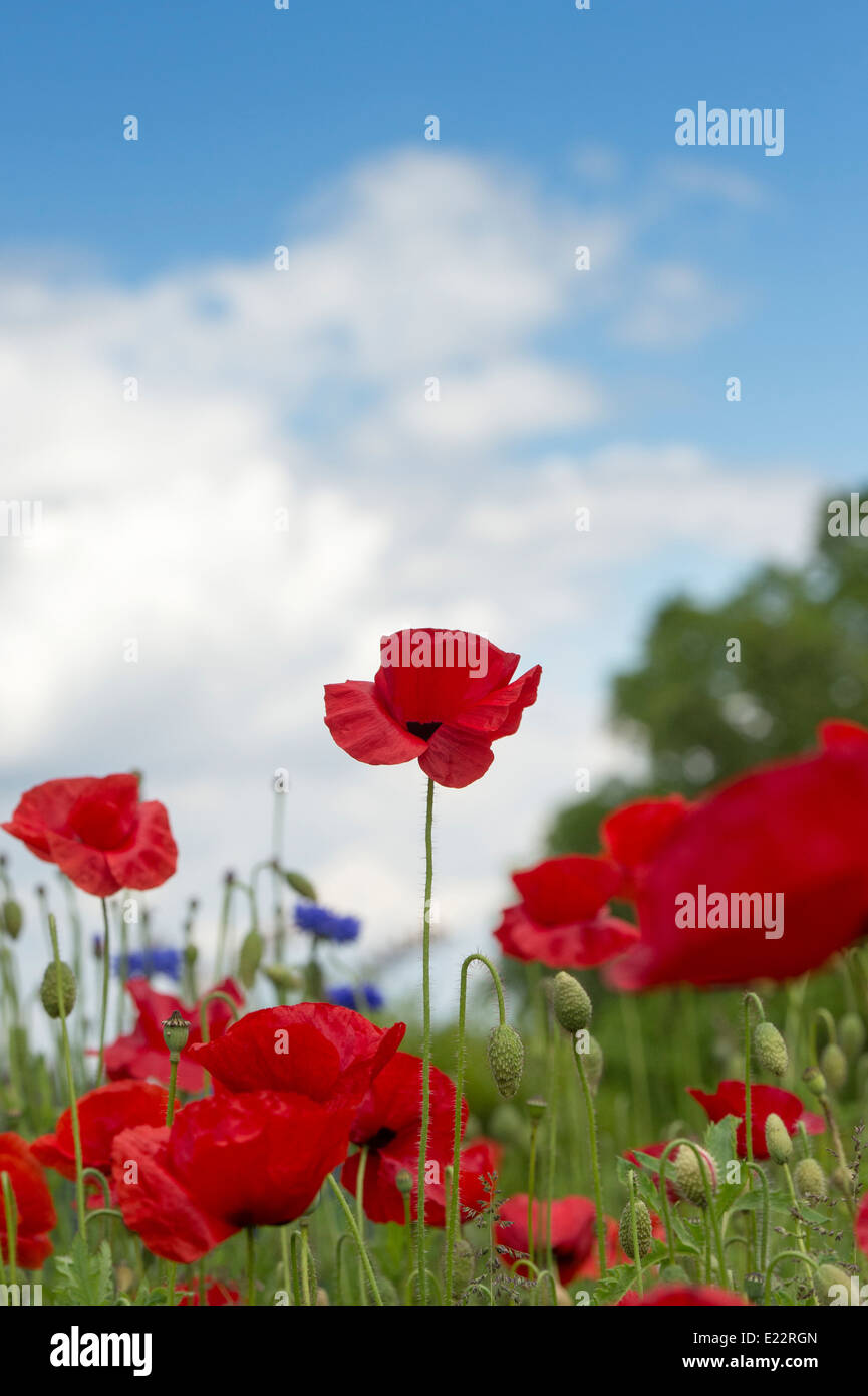 English poppy hi-res stock photography and images - Alamy