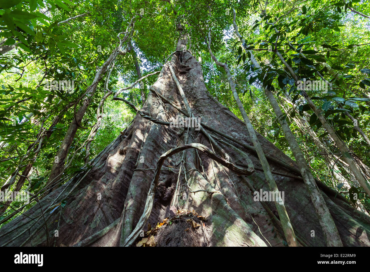 Huge tree in Jungle Stock Photo - Alamy
