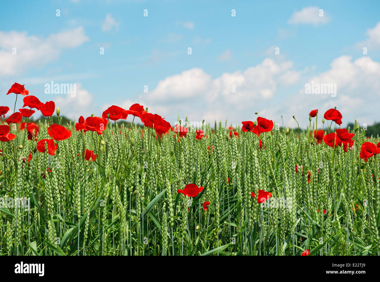 poppy field over blue sky. red flowers in green grass. beautiful spring ...