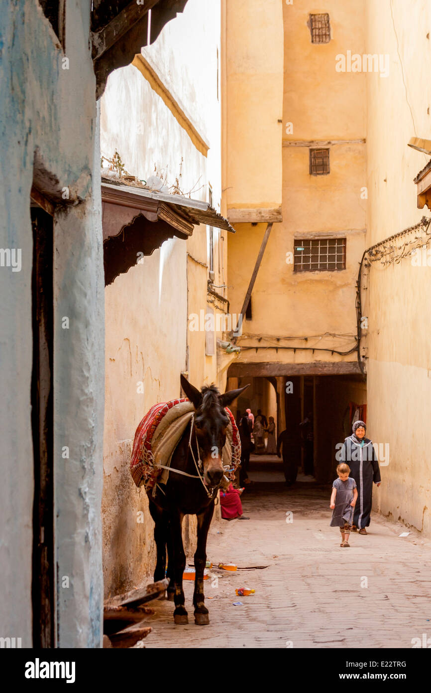 Mules are used to carry heavy loads through the narrow streets and ...