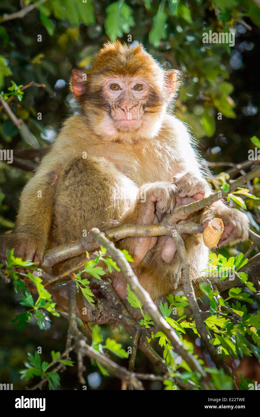 Portrait of a Barbary Macaque, North Africa's only monkey, sitting in a ...