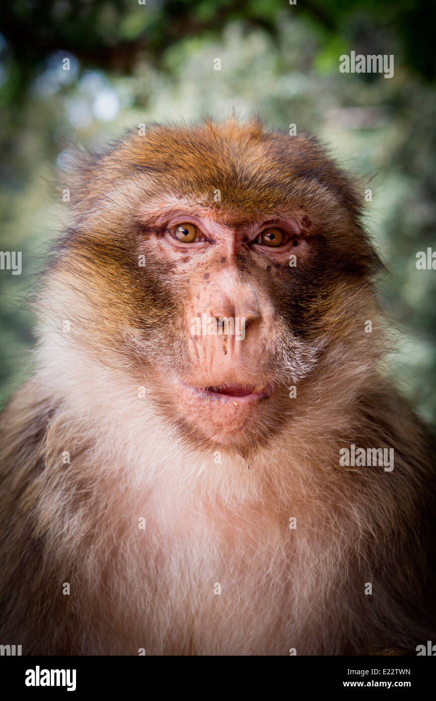 Portrait of a Barbary Macaque, North Africa's only monkey, sitting in a ...