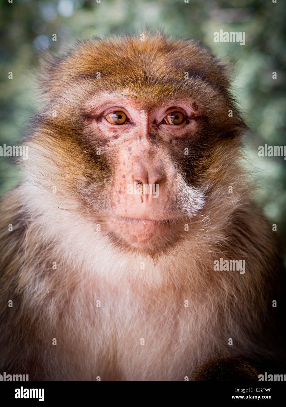 Oak monkey hi-res stock photography and images - Alamy