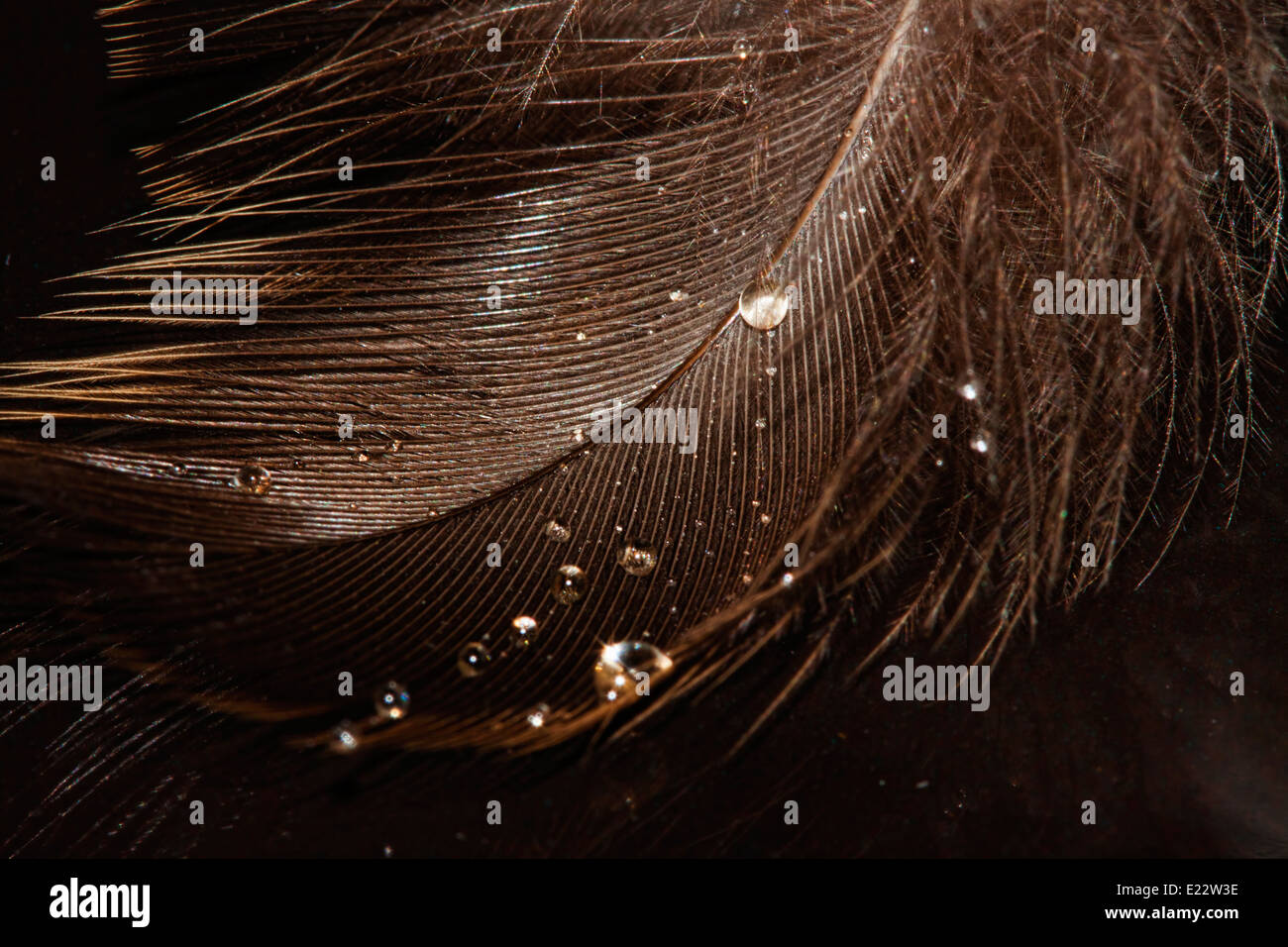 Black feather floating isolated hi-res stock photography and images - Alamy