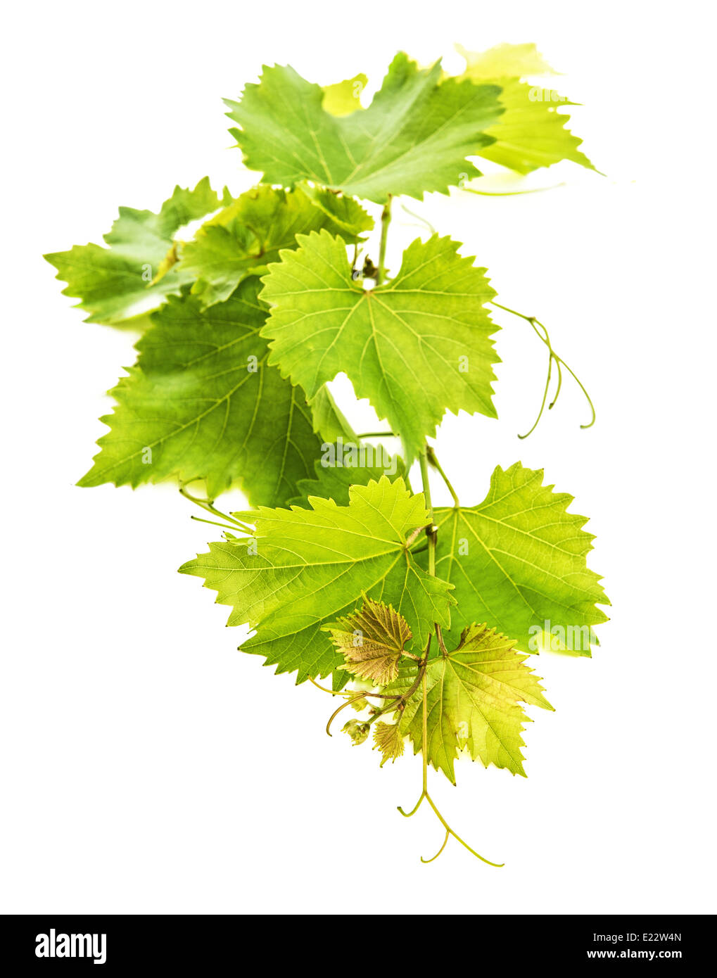 vine leaves isolated on white background Stock Photo - Alamy