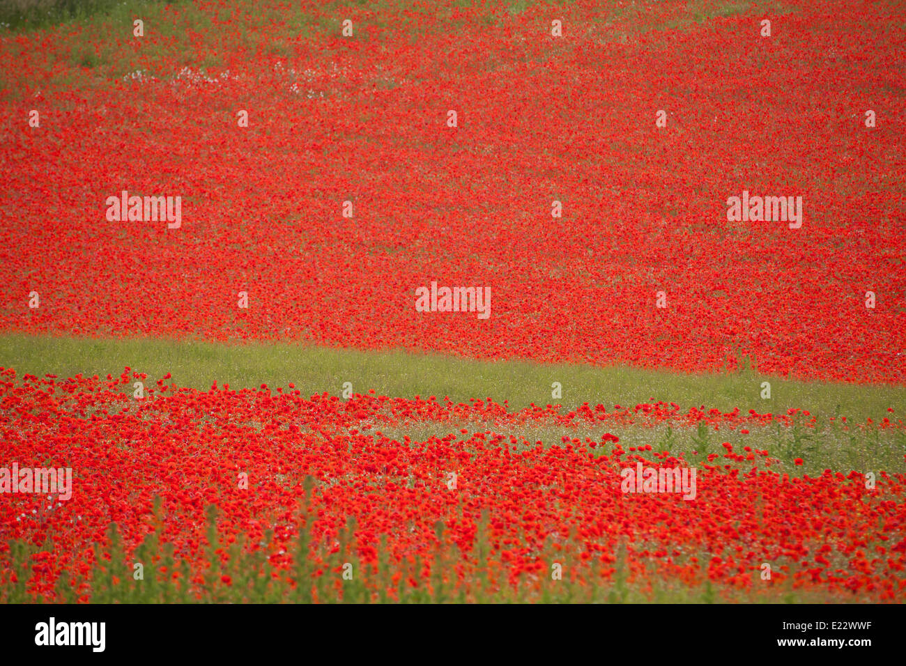 Fields of poppies in full bloom in a field left fallow Stock Photo - Alamy
