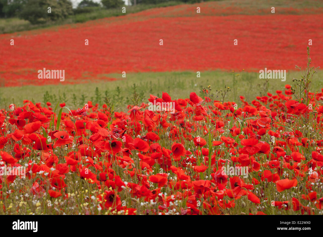 Fields of poppies in full bloom in a field left fallow Stock Photo - Alamy