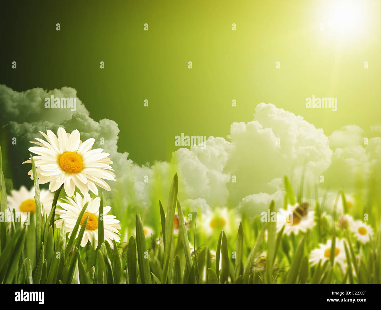 Bright summer afternoon. Natural backgrounds Stock Photo - Alamy