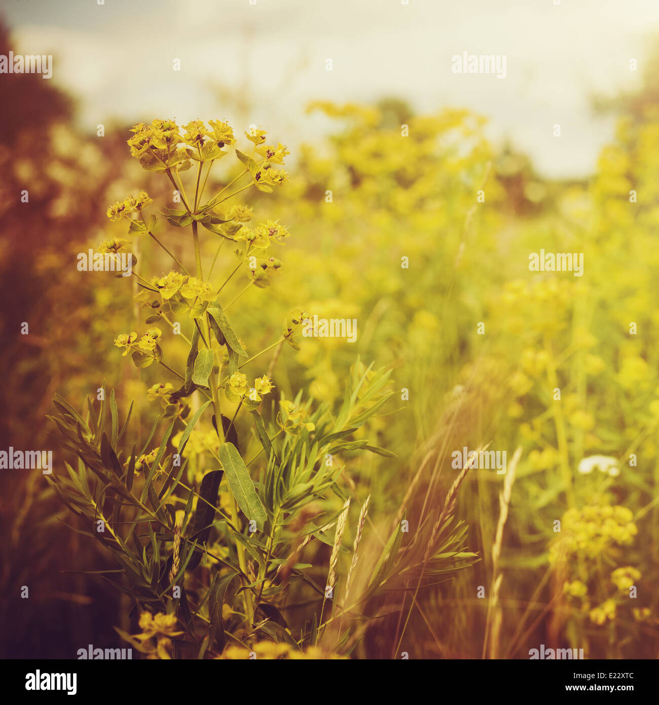 Beauty abstract wallpaper hi-res stock photography and images - Alamy