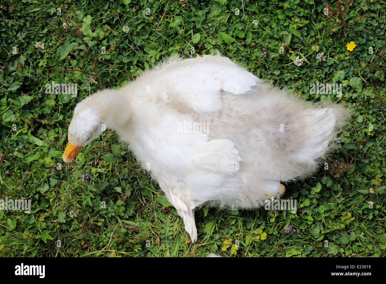 Angel sick hi-res stock photography and images - Alamy