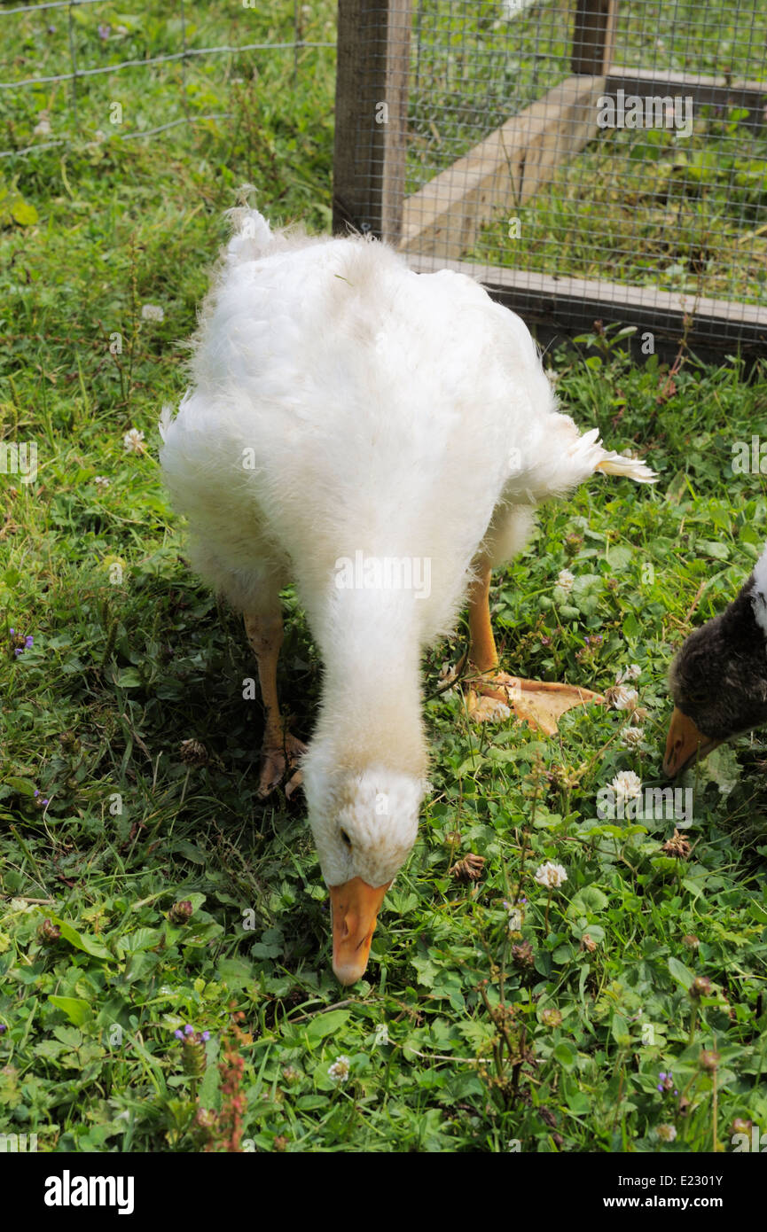 Angel wing deformity hi-res stock photography and images - Alamy
