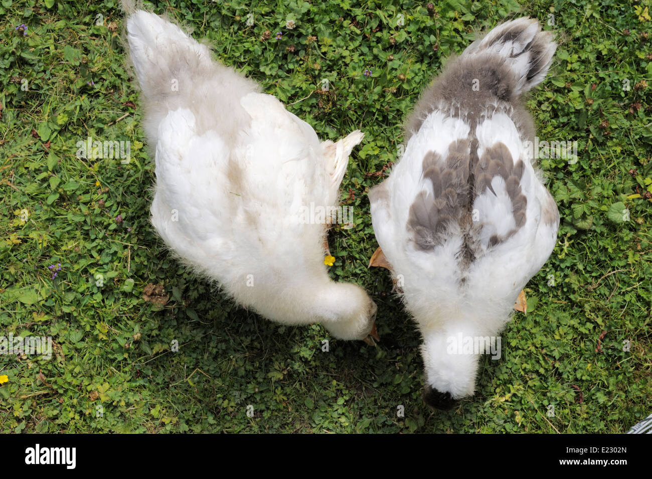 Young goose, gosling, with "Angel Wing", deformity arrising from ...