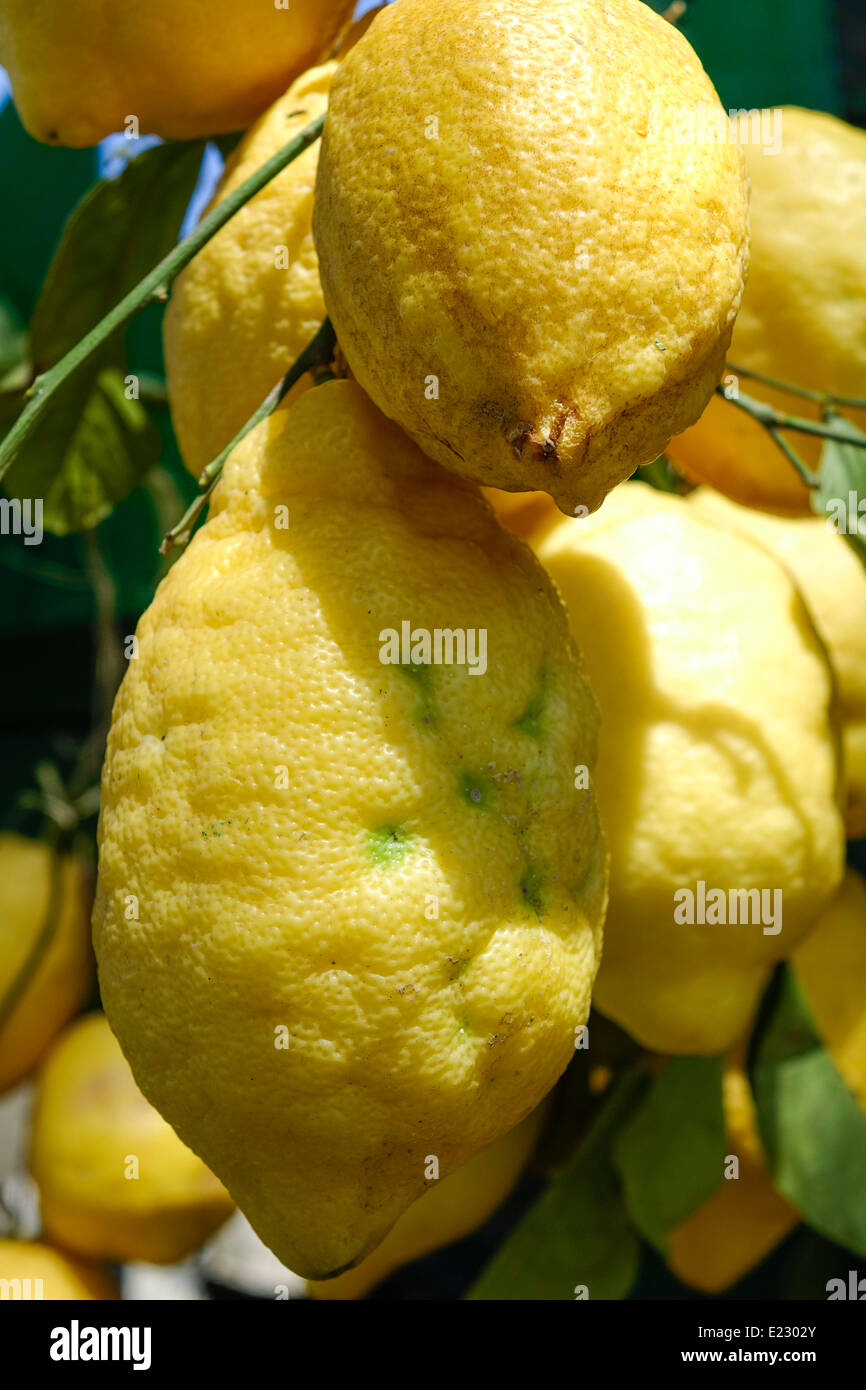 Italy lime hi-res stock photography and images - Alamy