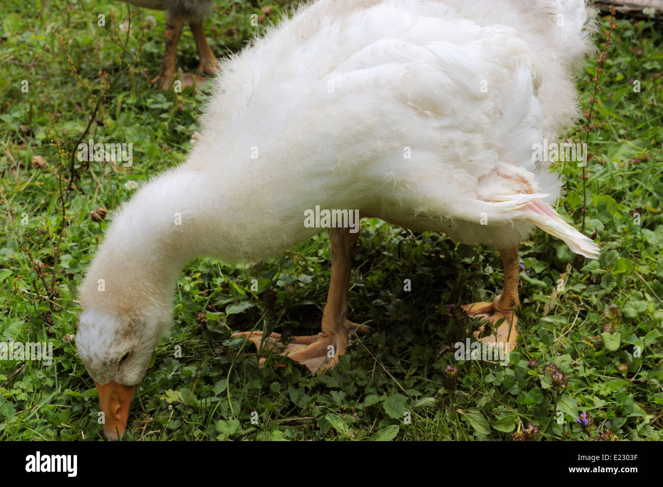 Young goose, gosling, with "Angel Wing", deformity arising from ...