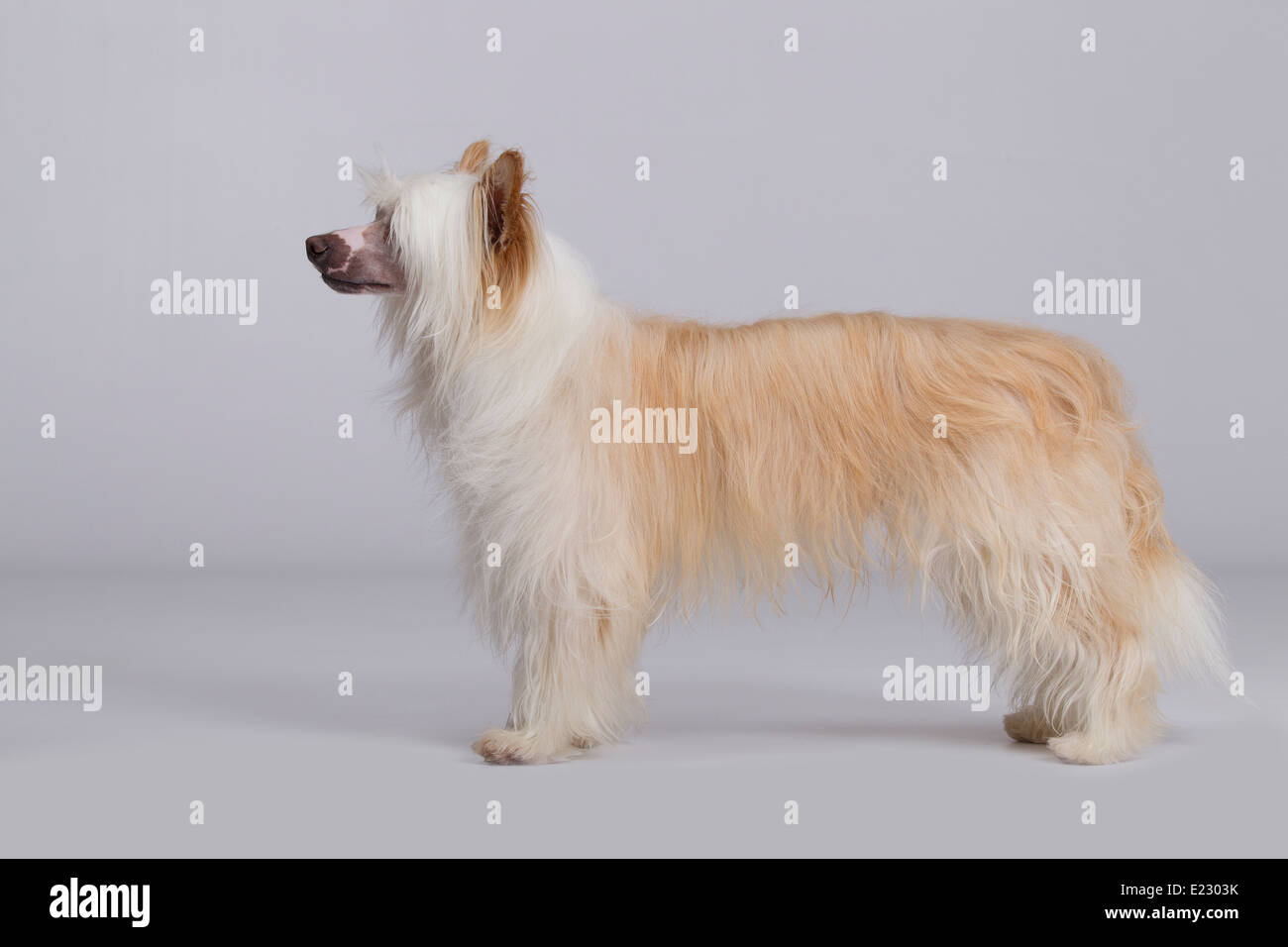 Chinese crested powder puff hi-res stock photography and images - Alamy