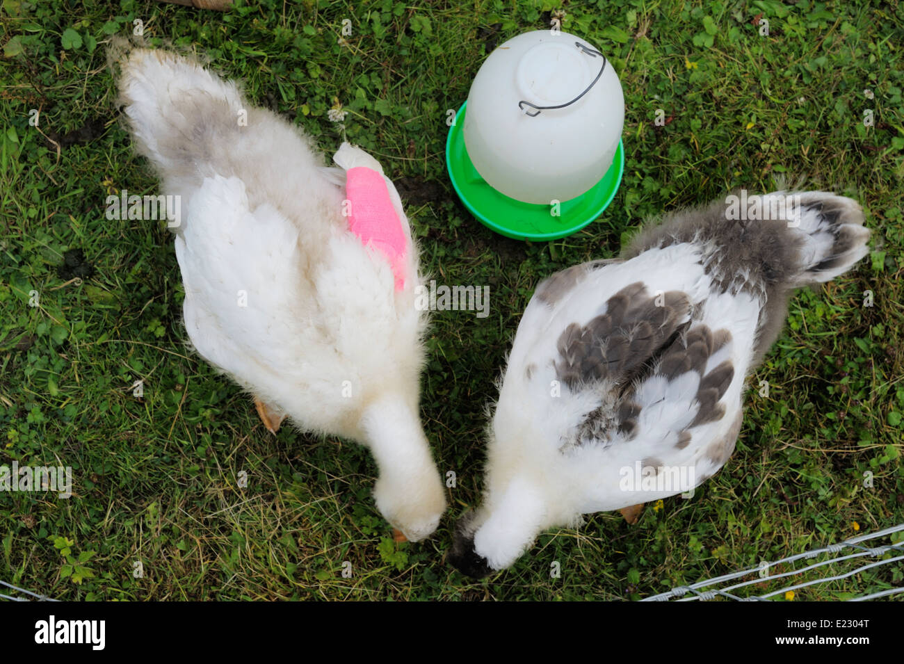 Young goose, gosling with bandaged wing to correct "Angel Wing", a ...