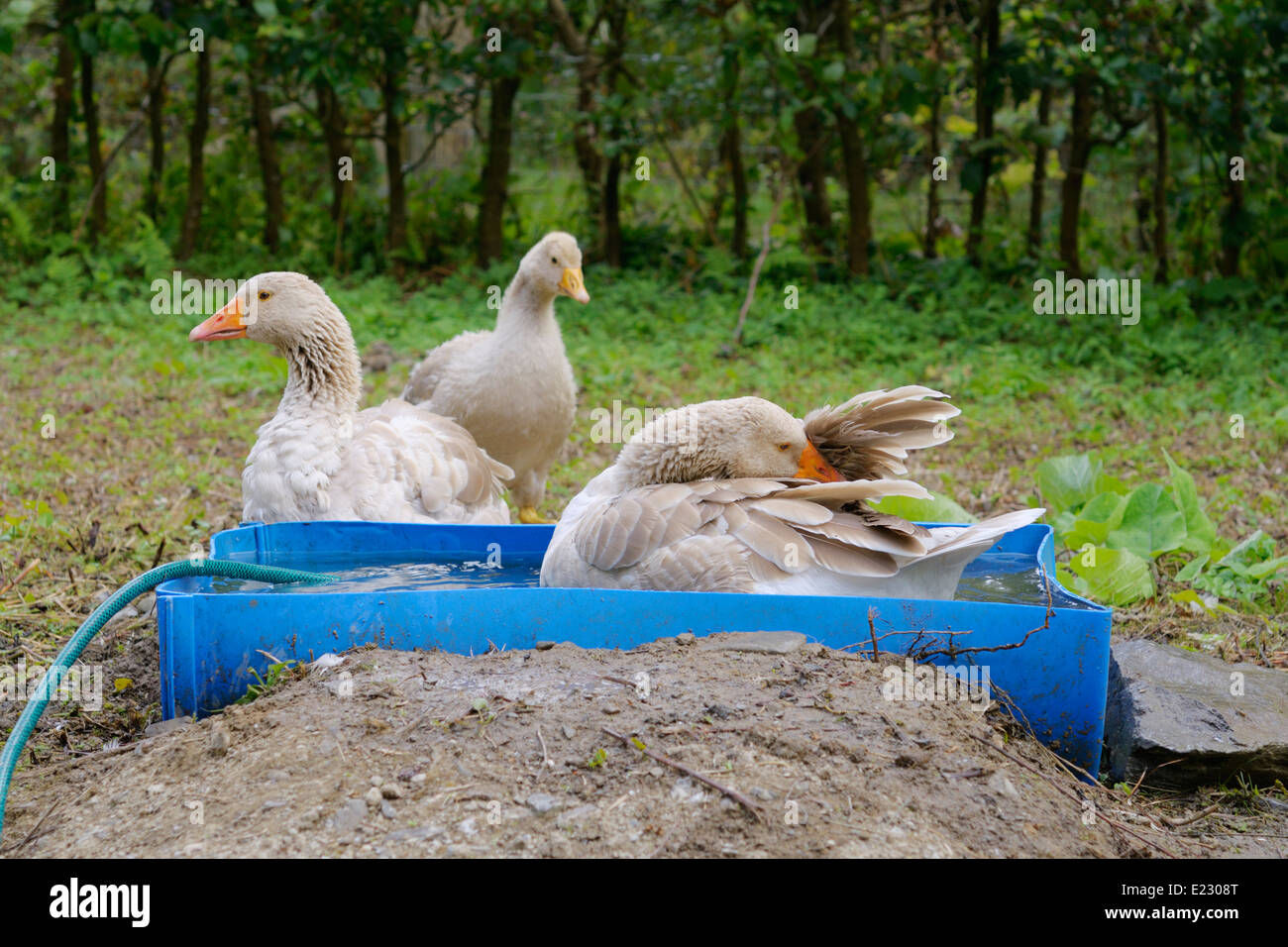 A pair of Brecon Buff geese with juvenile, bathing in a blue plastic ...