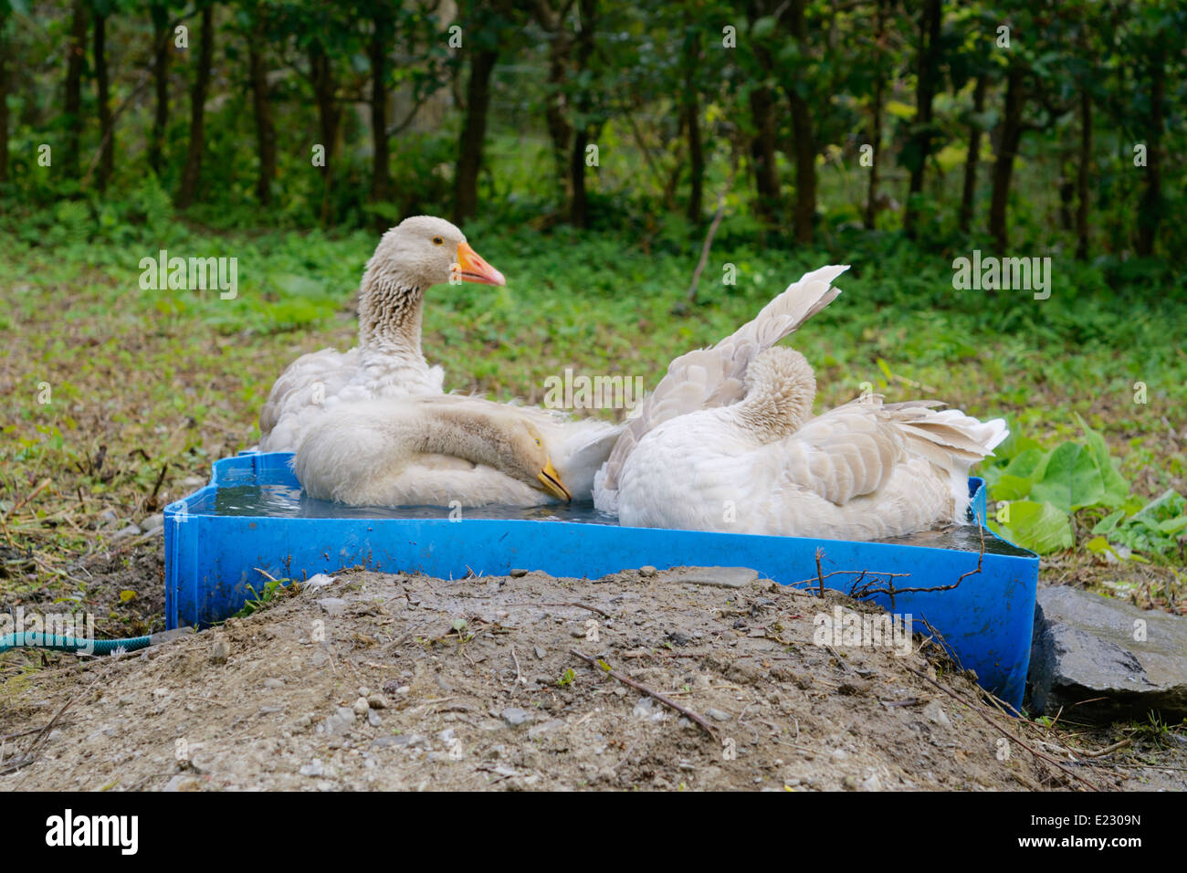A pair of Brecon Buff geese with juvenile, bathing in a blue plastic ...