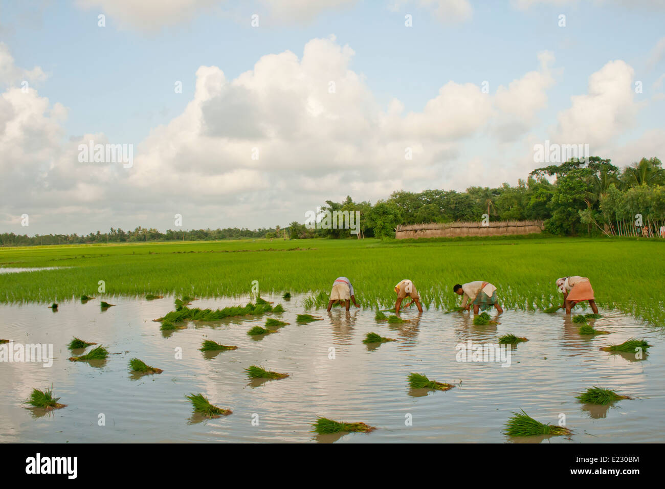 Pady field hi-res stock photography and images - Alamy
