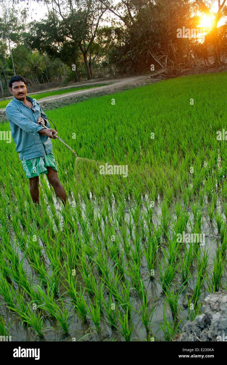 Men Spraying a rice paddy field, rural india Stock Photo - Alamy