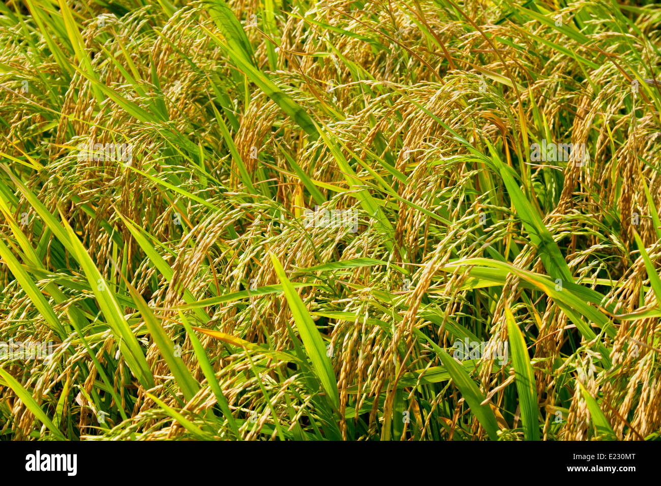 Rice field, rural india Stock Photo - Alamy