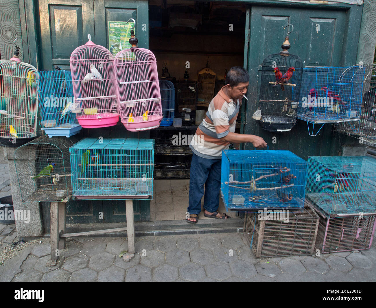 Bird market in Yogyakarta, Indonesia Stock Photo - Alamy