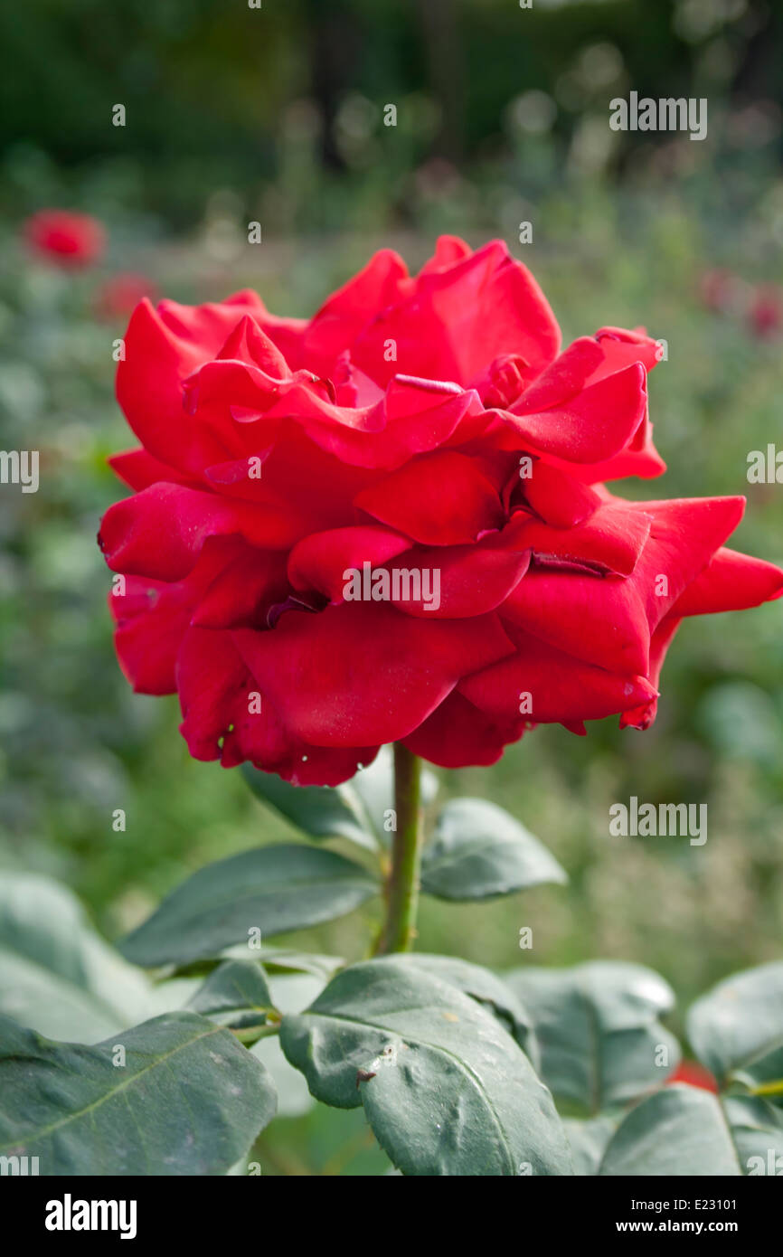 Red roses close up Stock Photo - Alamy