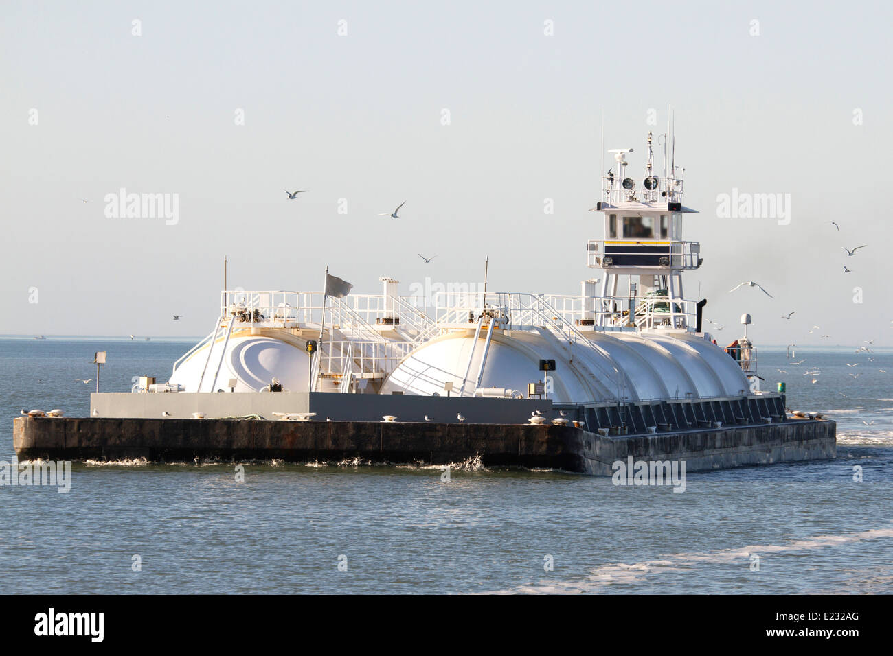 Birds following in the wake of a transport barge used to support the ...