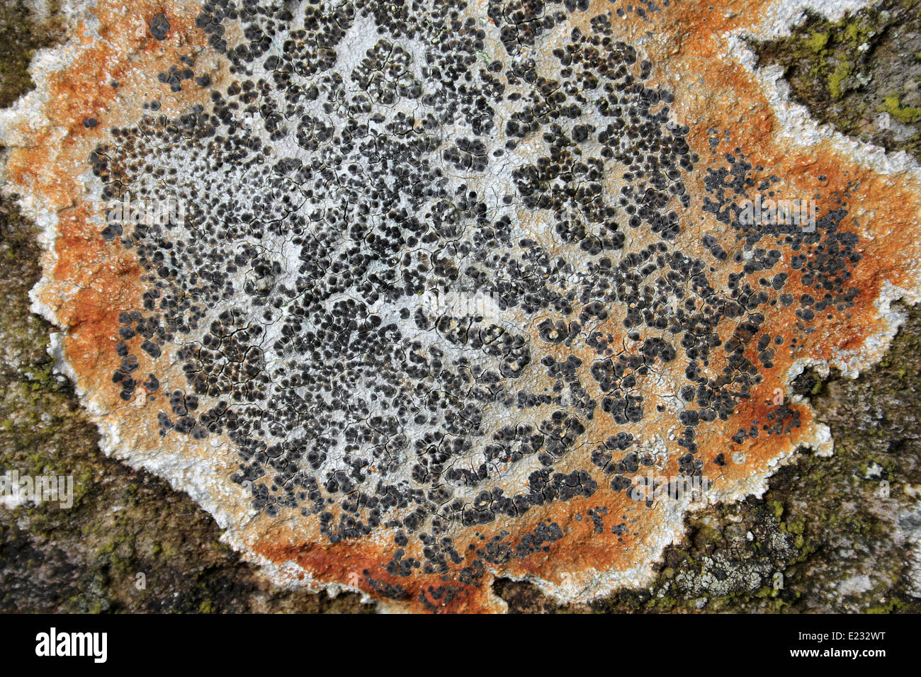 Lecidea lithophila hi-res stock photography and images - Alamy