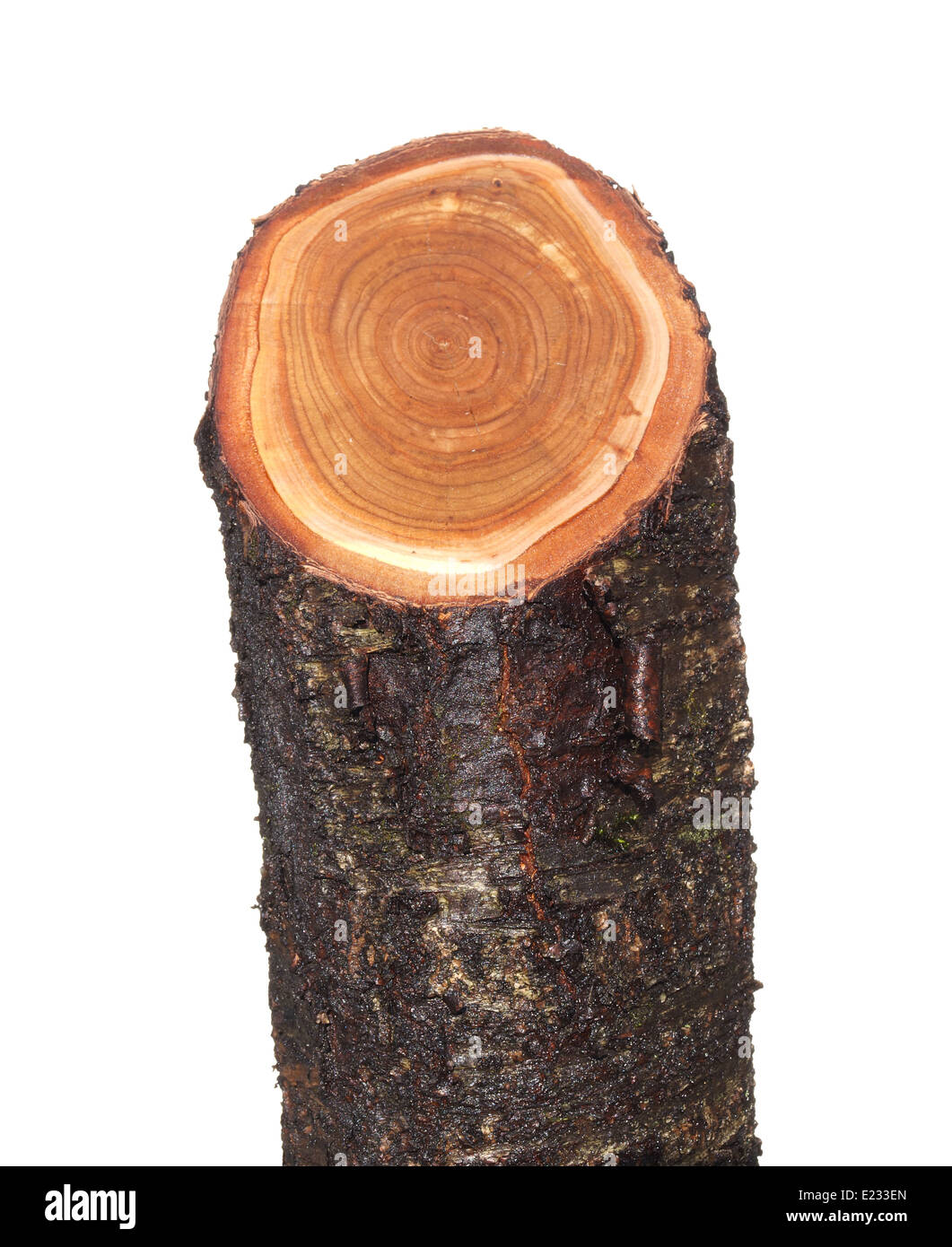 log isolated on a white background Stock Photo - Alamy