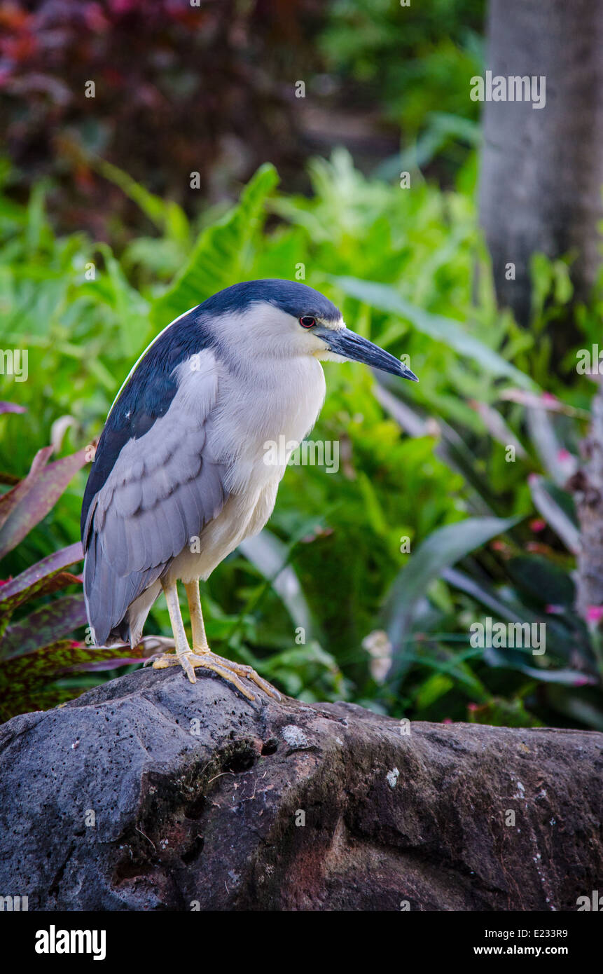 An Auku'u (Black-Crowned Night Heron), native to Hawaii Stock Photo - Alamy