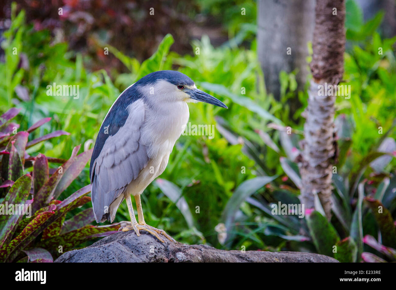 An Auku'u (Black-Crowned Night Heron), native to Hawaii Stock Photo - Alamy