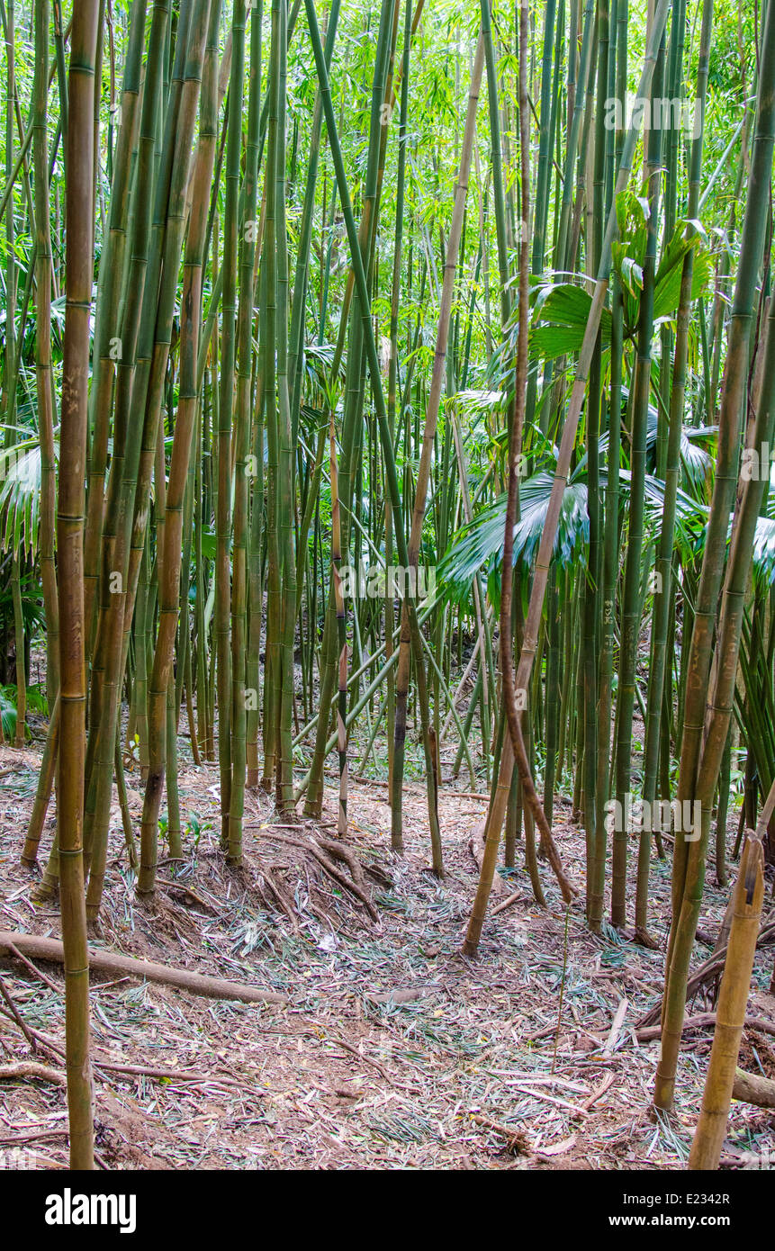 Bamboo in the Hawaiian Rainforests on Oahu Stock Photo - Alamy