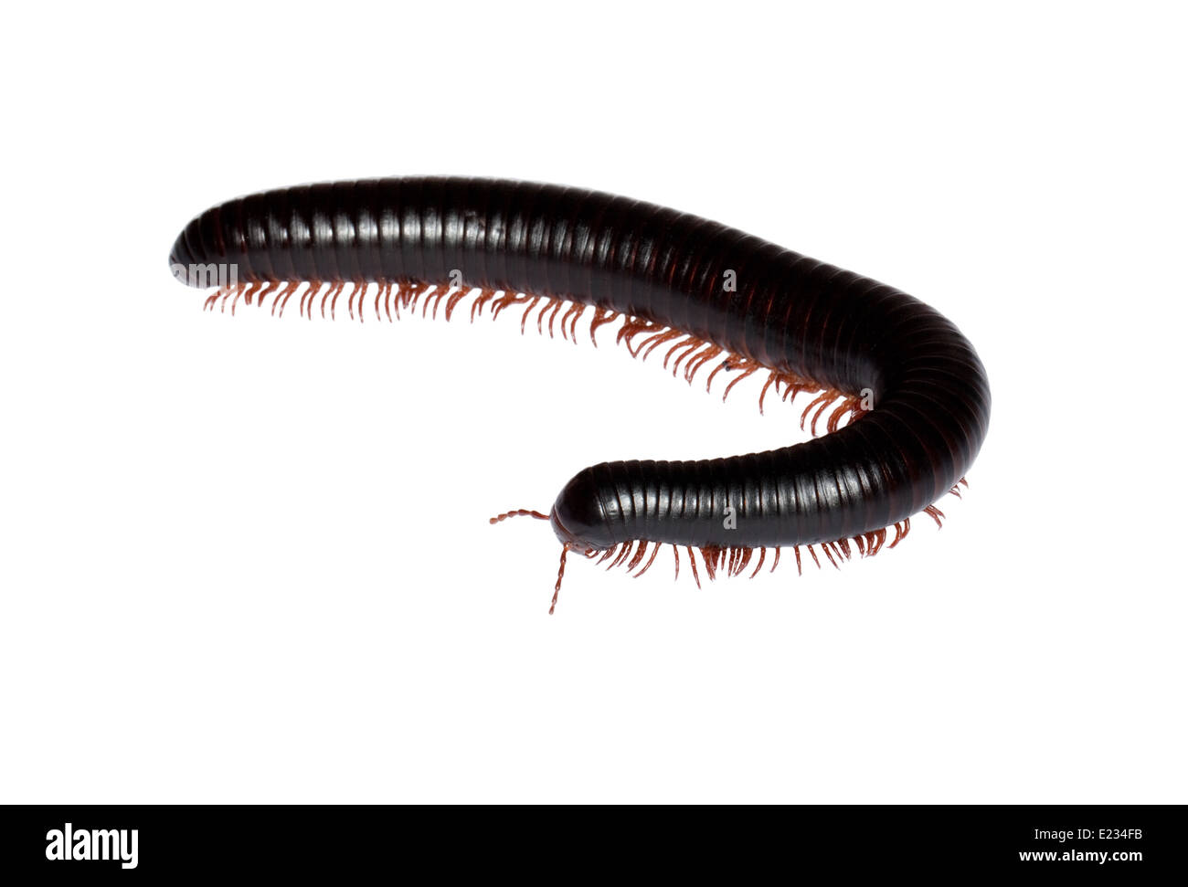 Archispirostreptus hi-res stock photography and images - Alamy