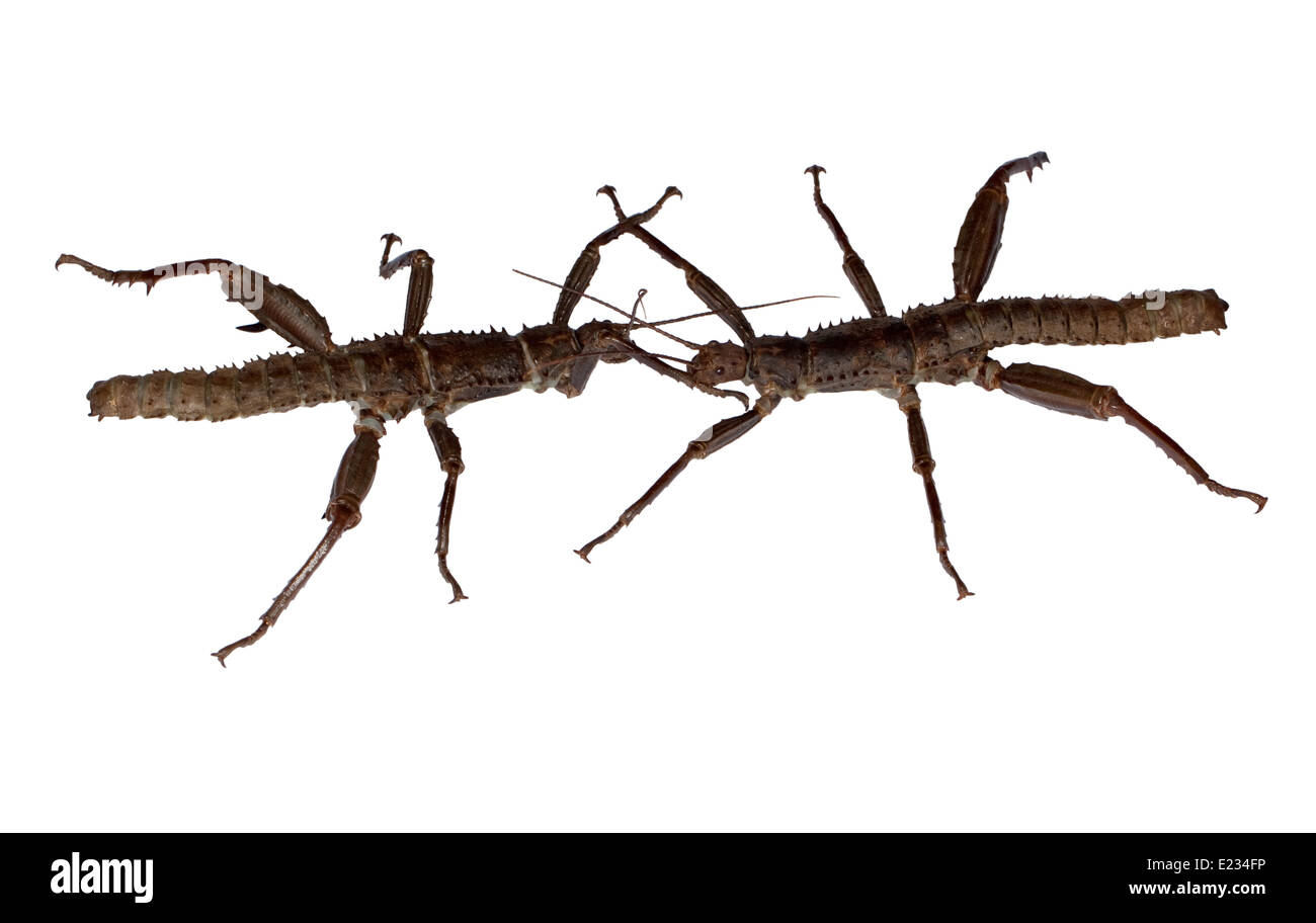 Eurycantha hi-res stock photography and images - Alamy