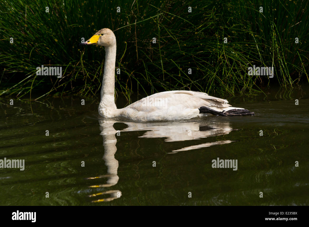 Swan angel wings hi-res stock photography and images - Alamy