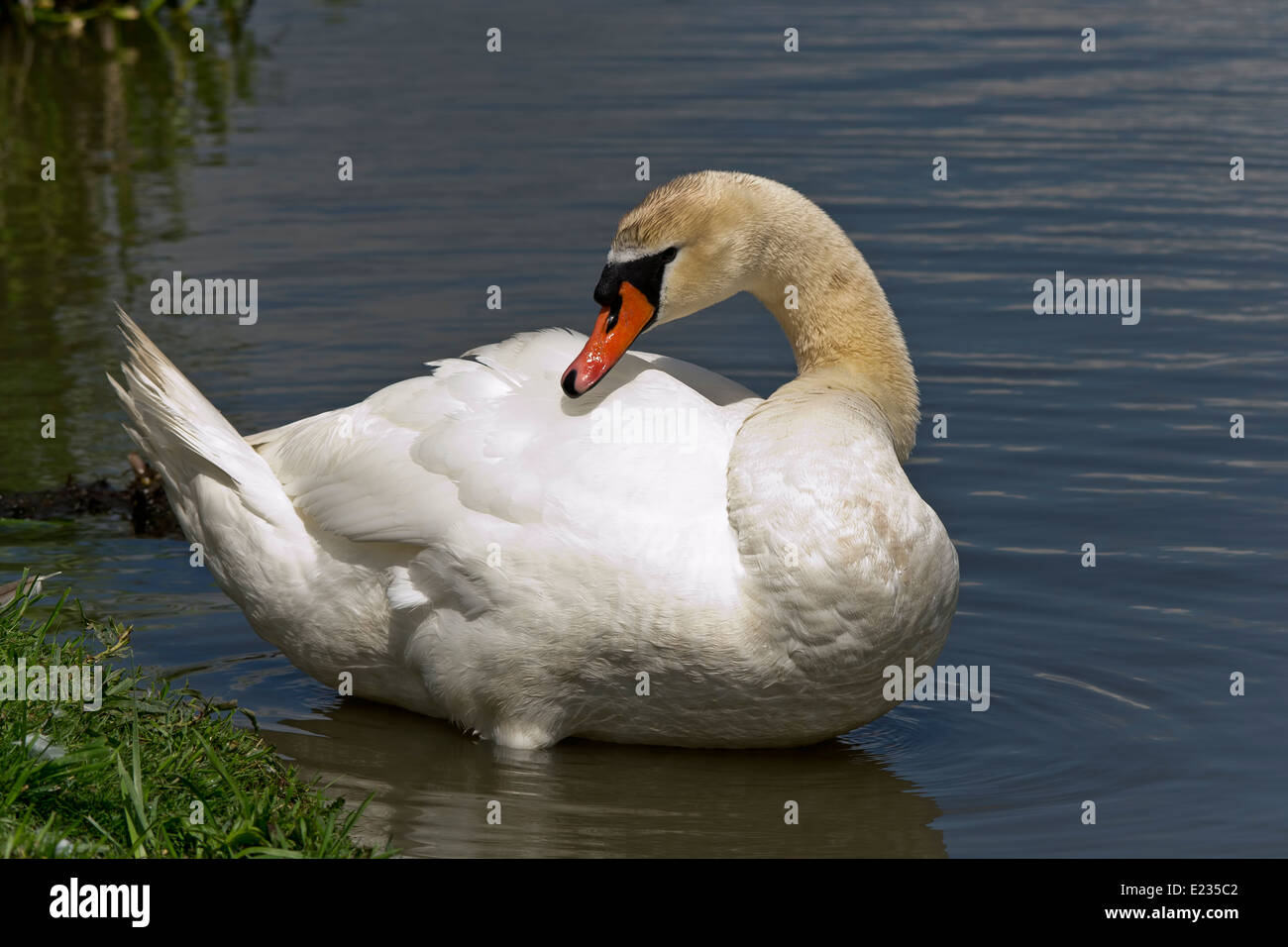 White swan posing hi-res stock photography and images - Alamy
