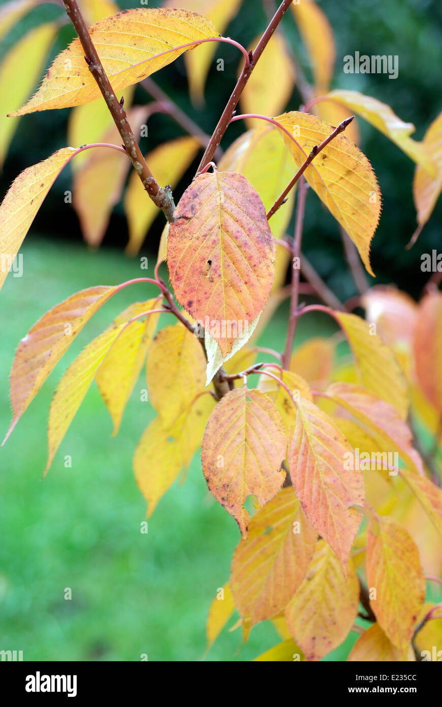 Small tree with leaves in autumn colors Stock Photo - Alamy